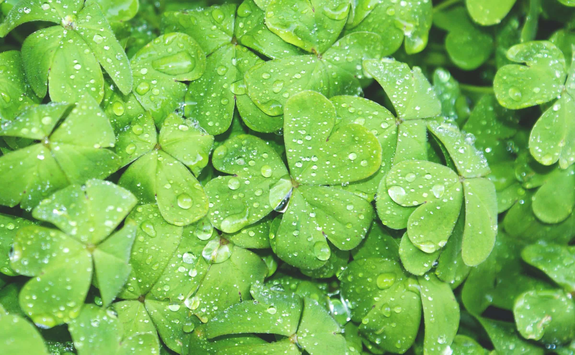 Let’s Talk About Shamrocks