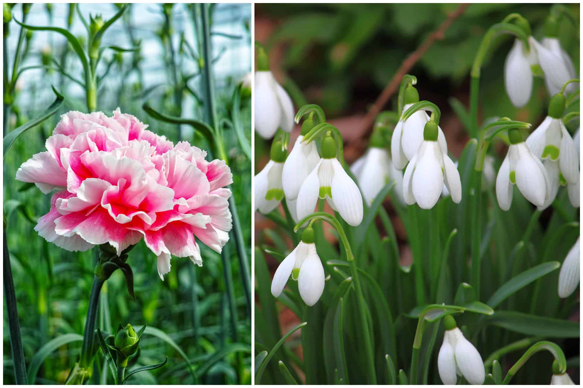 January Flowers: Carnations & Snowdrops