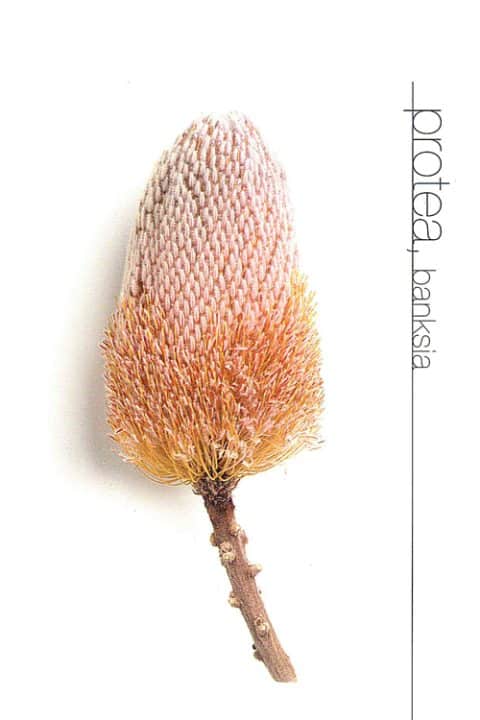 Protea (Banksia) | Linda's Flowers