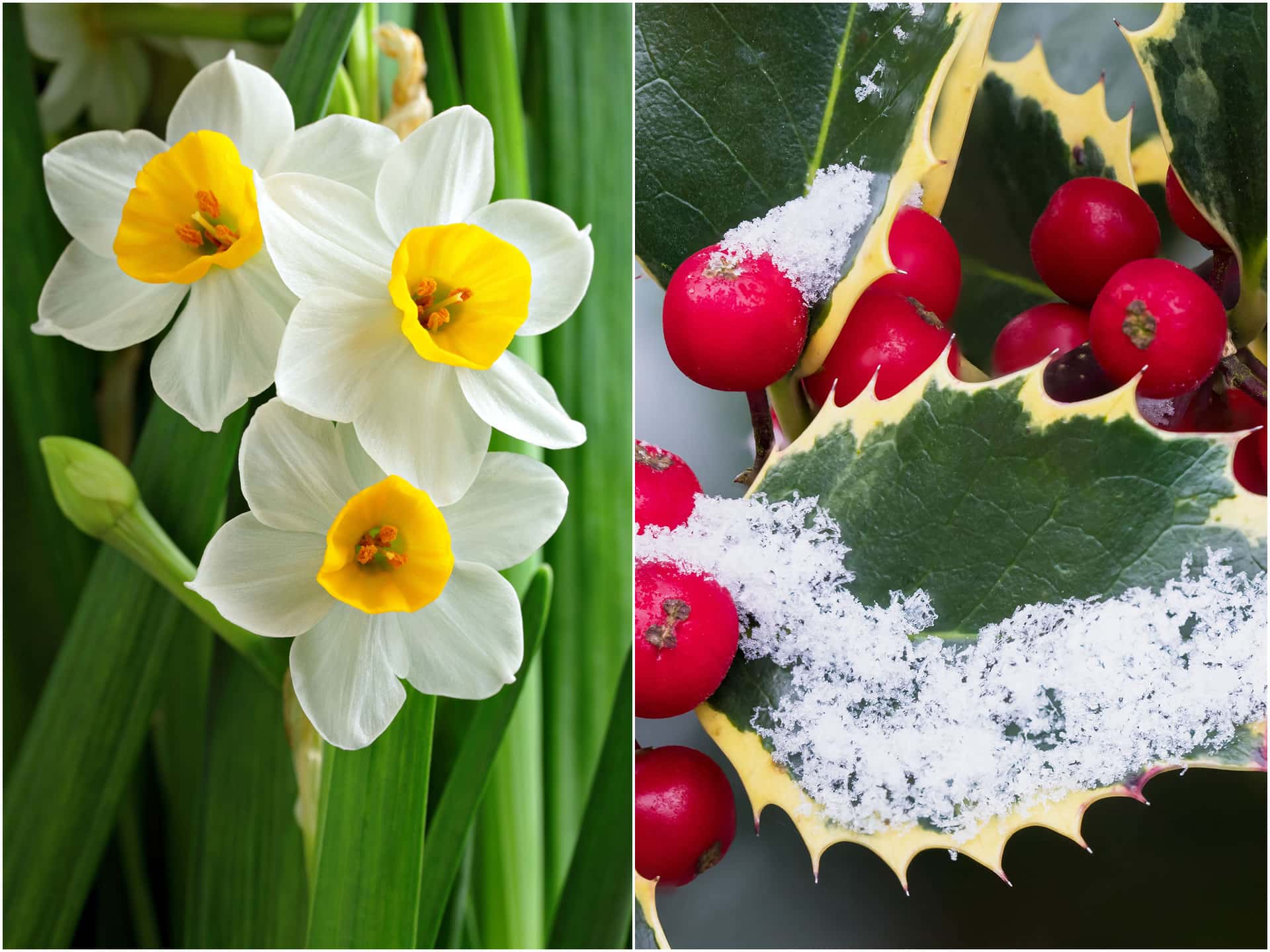 December Flowers: The Narcissus & The Holly