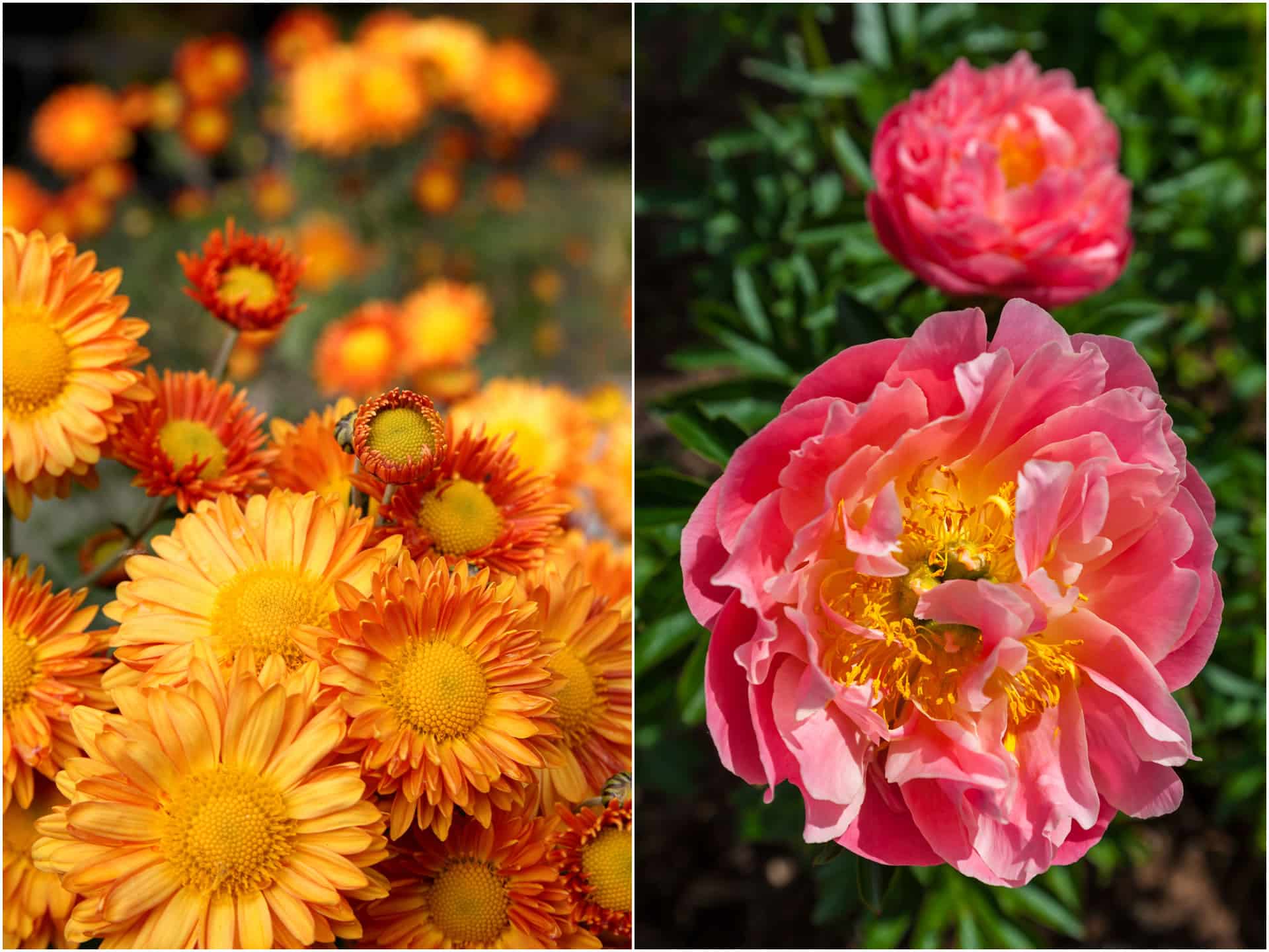 November Flowers: The Chrysanthemum & The Peony